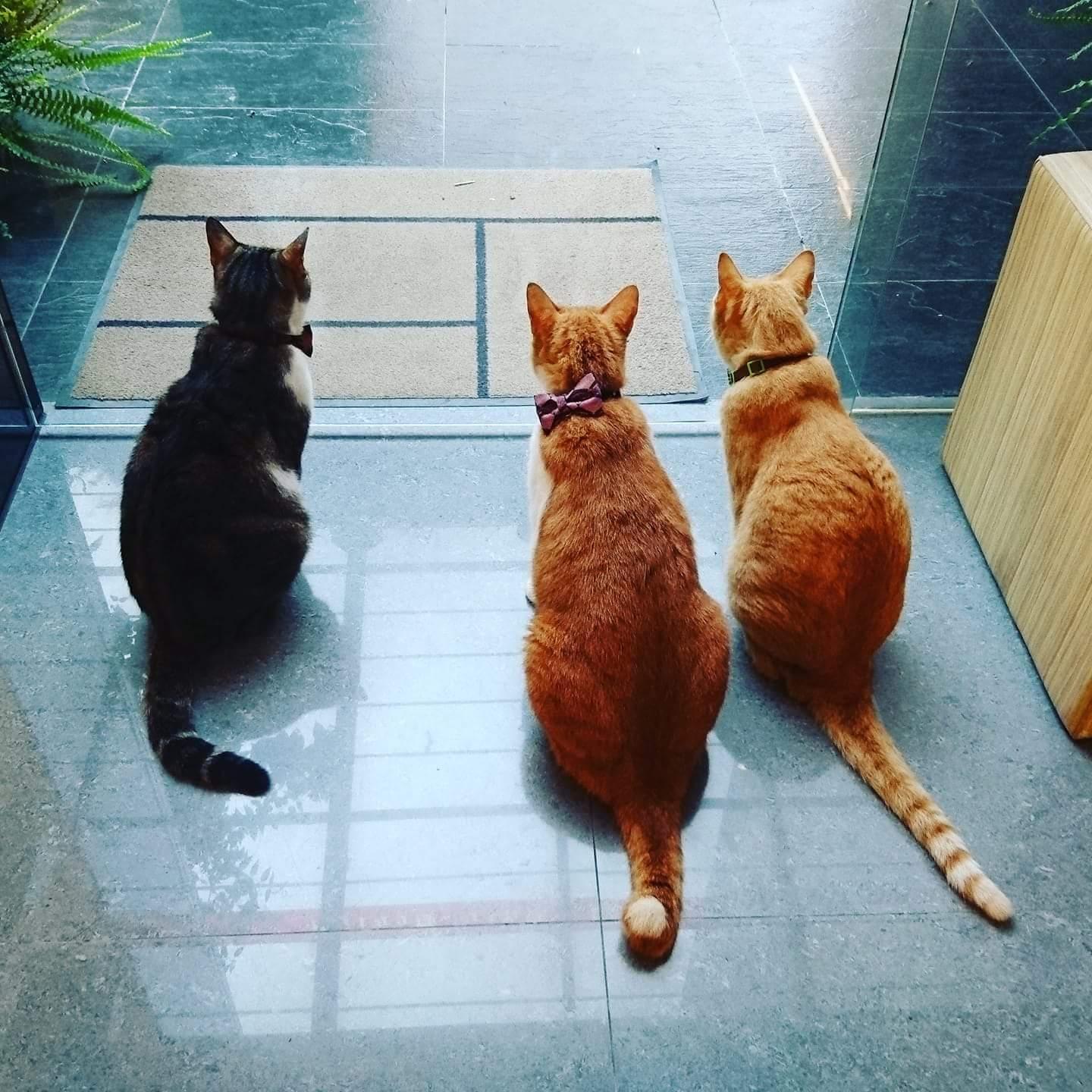 d+hair design | StyleMap美配